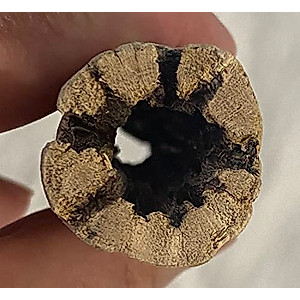 Awesome Aquatic Natural Cholla/Choya Wood 3 Pieces 6” for Shrimp Habitat and Food Treat Hermit Crabs Plecos Aquarium Decoration Lowers pH Hideouts and Chew Toys Reptiles Thorn Free Dried Organic