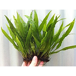 Java Fern on 3 x 2.5 Coco Mat | Microsorum Pteropus - Easy Tropical Live Aquarium Plant
