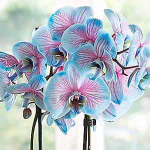 QAUZUY GARDEN Fresh Seeds 25 Blue & Pink Orchids Flowers Seeds Eye-catching Flower for Home Bonsai Garden Decor Easy to Grow Indoor & Outdoor