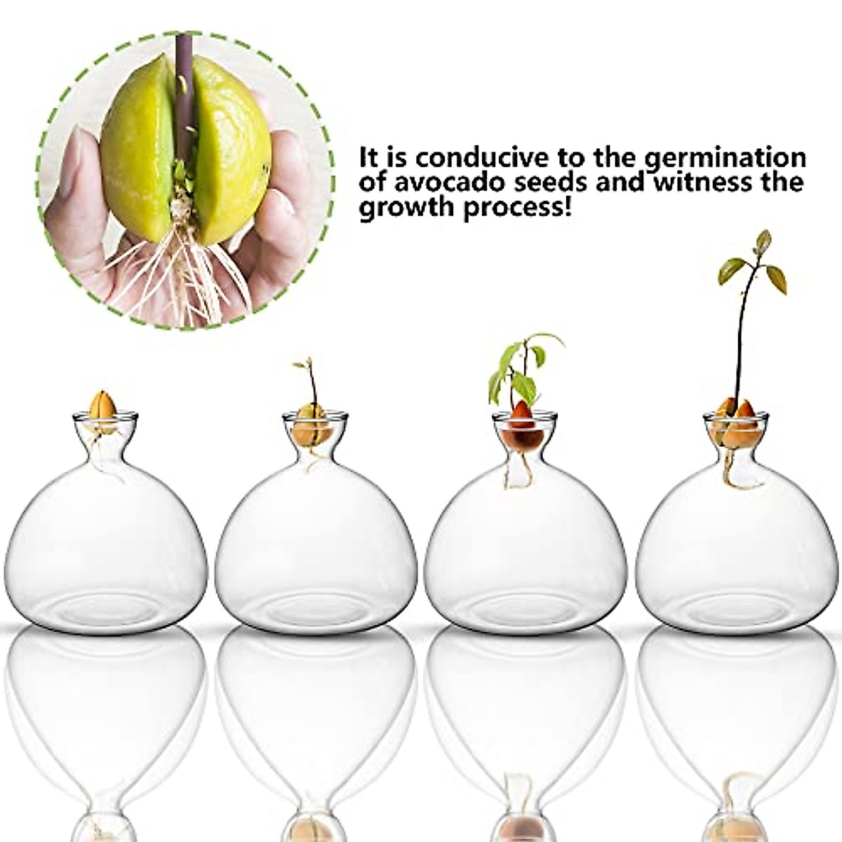 moonoom Avocado Tree Growing Kit,Avocado Seed Starter Vase,Glass Plant Pot with Avocado Stickers,Plant Indoor Grow Gardening Gifts