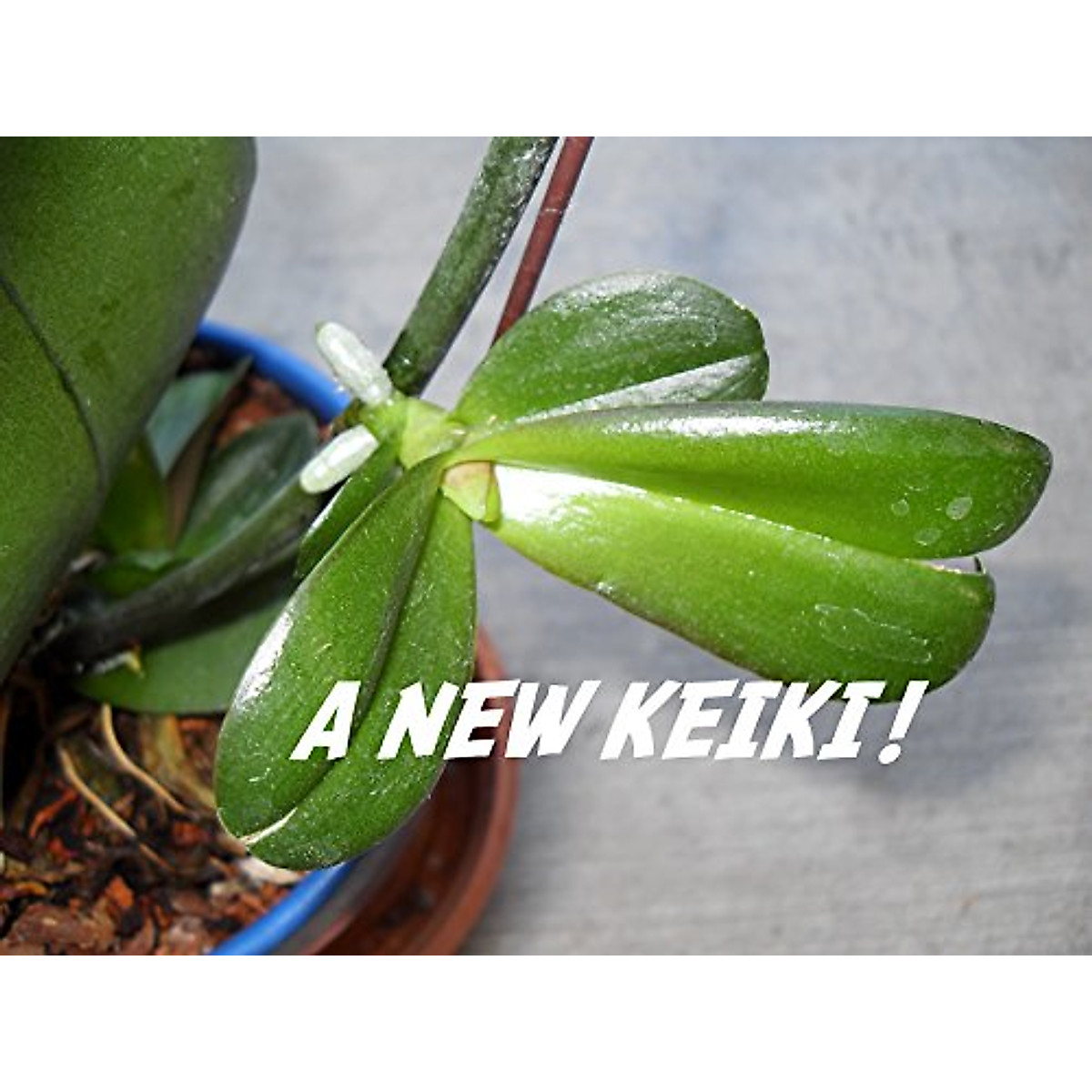 Keiki Power Pro Orchid Plant Cloning Paste