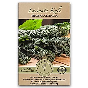 Gaea's Blessing Seeds - Lacinato Kale Seeds - Non-GMO Seeds with Easy to Follow Planting Instructions - Open Pollinated, 94% Germination Rate