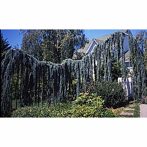 Weeping Blue Atlas Cedar 3 - Year Live Tree