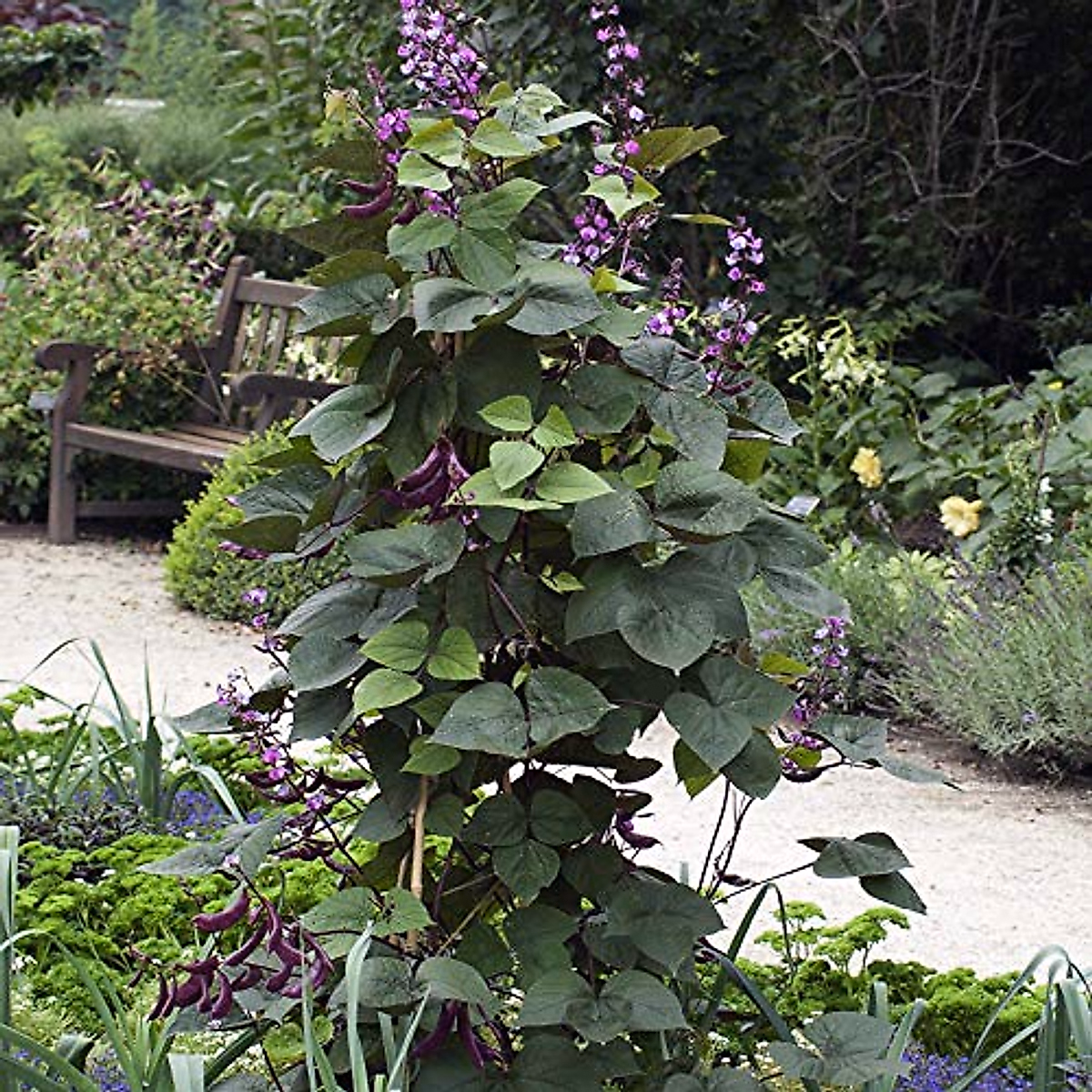 Outsidepride Dolichos Lablab Hyacinth Bean Climbing, Flowering, Vine Plant Seeds - 100 Seeds