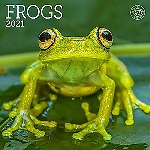Frogs Mini Wall Calendar 2021, 7" x 7"