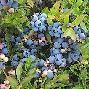 Premier Rabbiteye Blueberry - 1 Gallon Trade Pot, 2'ft Tall - Established Roots Potted Plant - No Ship California, Vaccinium Ashei 'Premier' - 'Premier', Fast Growing Tree, Easy Care Fruit Tree