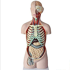 HEYBEC 85Cm Body Anatomy Model Human Anatomical Internal Organs for Learning Resources Easy to Remove