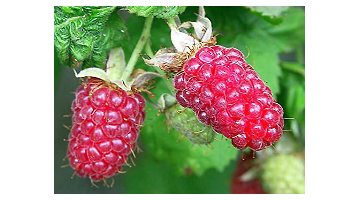 Loganberry Plant Live: Easy Grow Berry Fruits for Your Garden