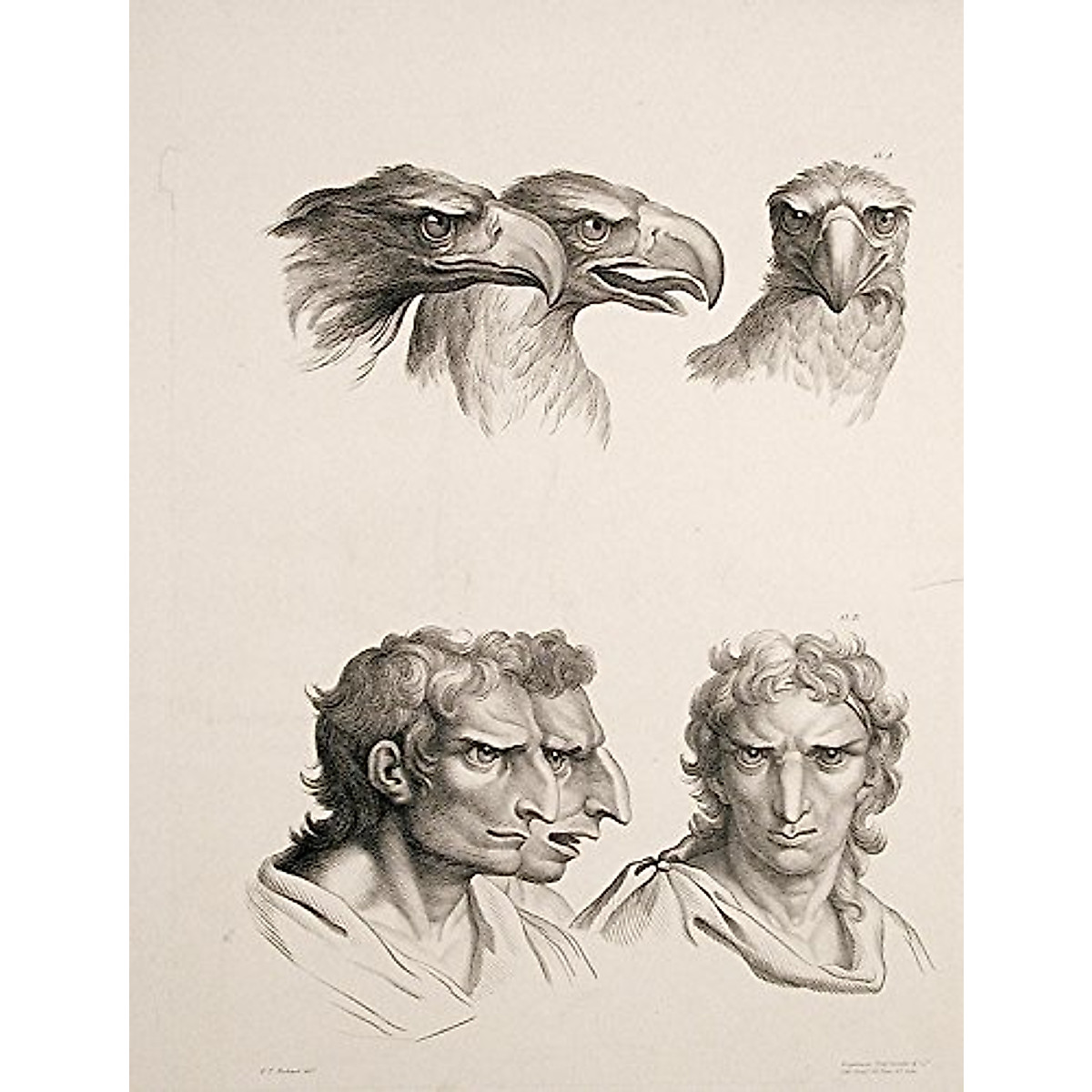 [Illustration of physiognomic resemblance between a Man and an Eagle]