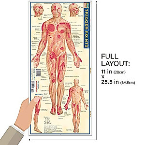 Trigger Points QuickStudy Laminated Reference Guide (QuickStudy Academic)