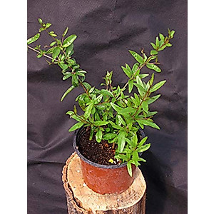 1056-Pomegranate Dwarf (Punica granatum) Seeds by Robsrareandgiantseeds UPC0764425786299 Non-GMO,Organic,USA Grower,1056 Package of 10 Seeds