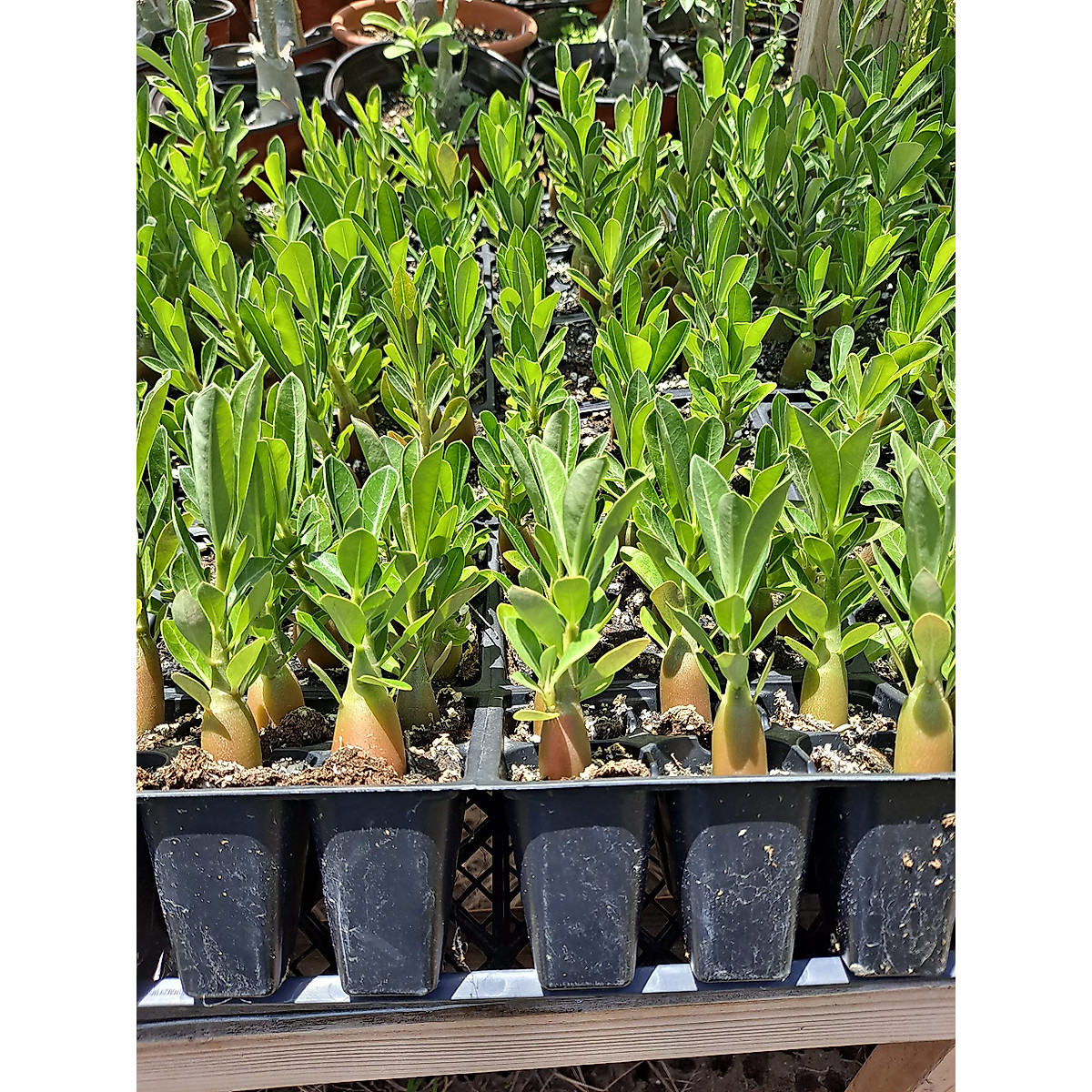 Desert Rose Adenium Obesum seedlings Bundle of 3 Plants 3-4 inches Tall. Colors Unknown