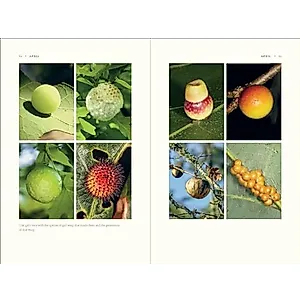 The Nature of Oaks: The Rich Ecology of Our Most Essential Native Trees