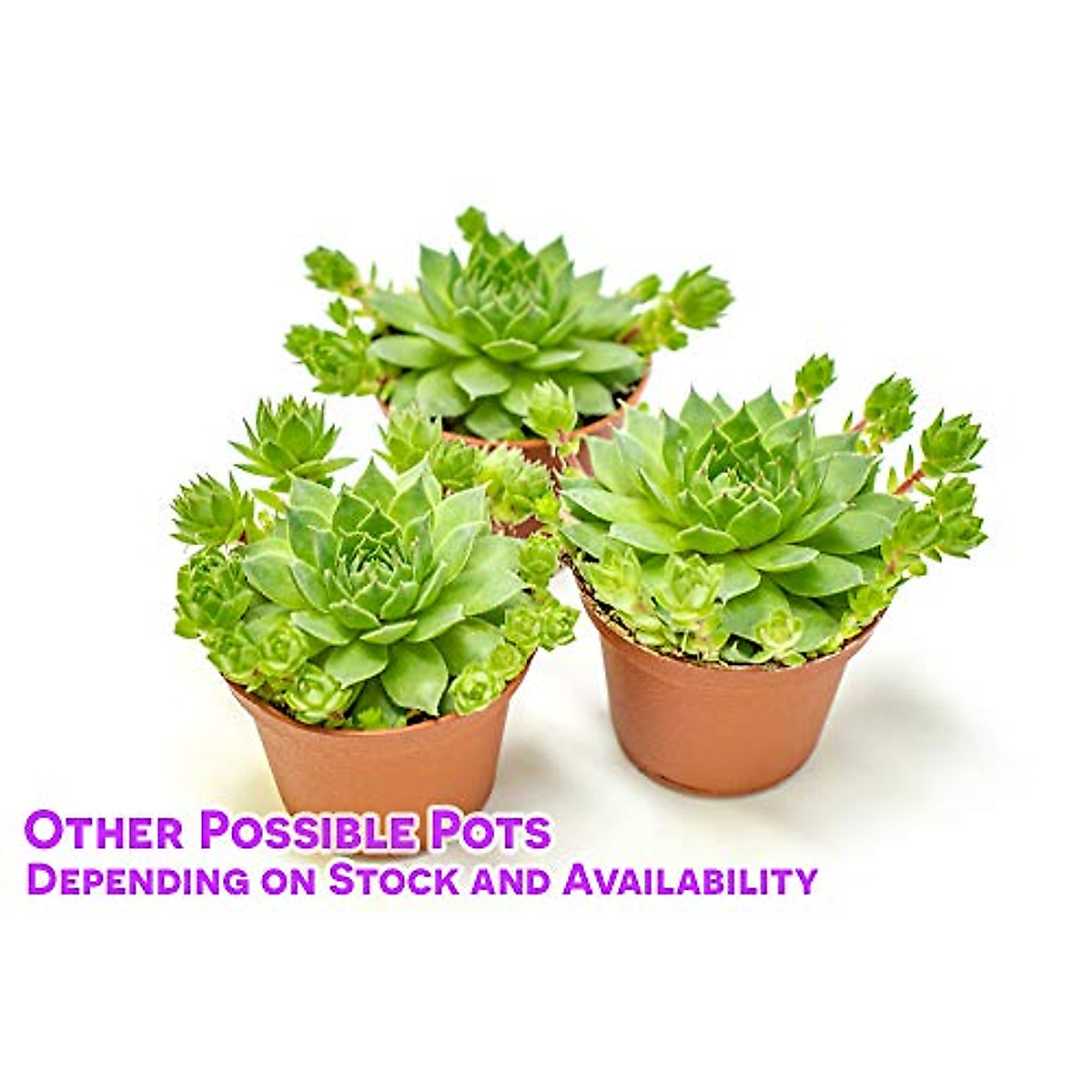 Sempervivum Succulents Plants Live Indoor Plants (3PK), Sempervivum Plants Live Houseplants, Hen and Chicks Live Plants Indoor House Plants, Rosette Succulent Plants in Plant Pots by Plants for Pets