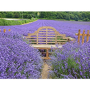 Lavender Garden Fragrance Oil 4 oz Refill for Oil Diffuser Scent Machine Home Fragrance