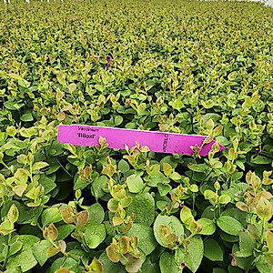 Blueberry plant "Biloxi" Set of 4 starter live plants