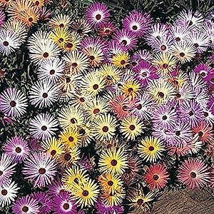 David's Garden Seeds Flower Daisy Livingstone Pastel Mix (Multi) 200 Non-GMO, Open Pollinated Seeds
