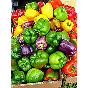 Bell Pepper, California Wonder Pepper Seeds, Heirloom, 25 Seeds, Delicious Large Peppers
