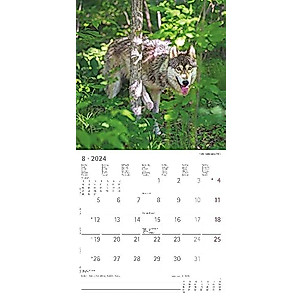 Wolves 2024 Brochure Calendar 30 x 30 cm (30 x 60 Open) Calendar with Space for Notes Wolves Picture Calendar Wall Planner Alpha Edition