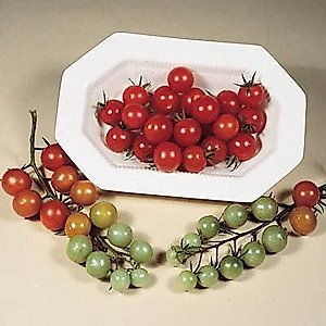 Tomato Seeds - Supersweet 100 - Bite-Sized Cherry Tomato Seeds - A Hybrid (F1) Variety - UNTREATED Vegetable Seeds (100)