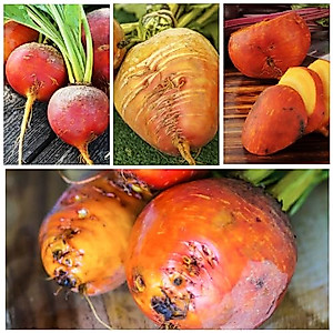 Seed Needs, Golden Detroit Beet Seeds - 250 Heirloom Seeds for Planting Beta vulgaris - Non-GMO & Untreated (1 Pack)