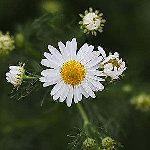 Bonnie Plants Chamomile 19.3 oz. 4-Pack