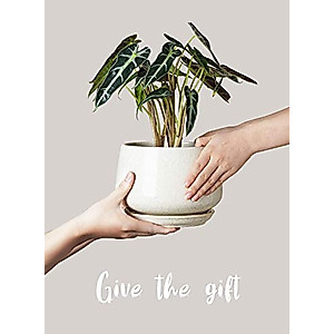 LE TAUCI Plant Pots, 4.1+5.1+6.5 inch, Set of 3, Ceramic Planters with Drainage Hole and Saucer, Indoor Flower Pot with Hole Mesh Pad, Gifts for Mom, Reactive Glaze Beige