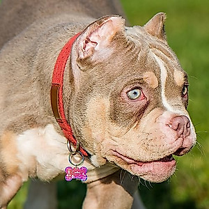 Atdesk Stainless Steel Pet ID Tag, Custom Dog Tag for Pets Engraved Name, Address & Phone Number, Personalized Dog Tags and Cat Tags, Dog ID Tag for Dogs, Dog Bone Tag(S Multi)