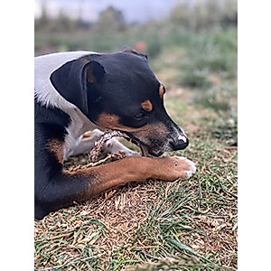 hotspot pets Bully Stick Rings for Dogs - Premium All Natural Long Twisted Beef Pizzle Dog Chew Treats - Grain Free Fully Digestible Rawhide Alternative -Thick Chew Circles (5 Pack)