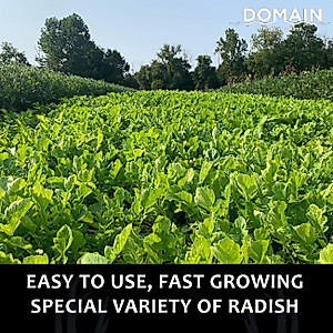 Domain Outdoor Illicit Food Plot Seeds, Fast Growing Variety of Deer Radish, Perfect Seed for Spring, Summer or Fall, Leafy Greens, Sugar-Filled Tap Root, Up to 8 Tons of Forage Per Acre, 1/2 Acre