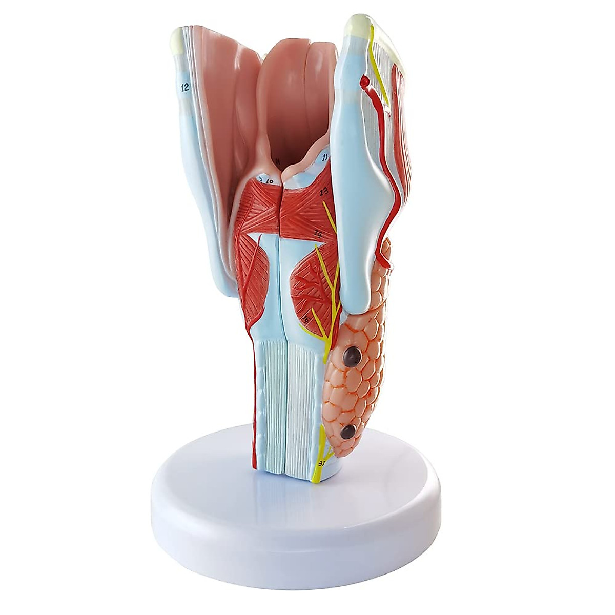 NEW HORIZON 1.5X Life Size Human Laryngeal Model Nasal Oral Cavity Throat Nasopharynx aryngopharyngeal Pharynx Larynx Anatomical Model Science MedicalStudents Teaching Aid