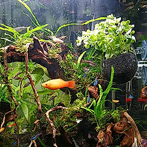 Senzeal 2X Crystal Glass Aquatic Plant Cup Pot with 4X Suction Cups for Fish Tank Aquarium Aquascape