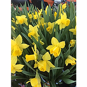 Dutch Master Daffodils (25 Bulbs) - Yellow Daffodil Narcissus Bulbs