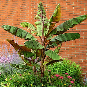 CHUXAY GARDEN Musa Acuminata,Banana Fruit Tree 10 Seeds Dwarf Houseplant Sweet Fruit Green Health Grows in Garden and Pots Gardening