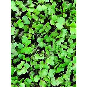 Purple Vienna Kohlrabi Seeds: 1 Lb - Non-GMO Vegetable Garden & Micro Greens Growing Seed