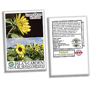 "Lemon Queen" Sunflower Seeds for Planting, 50+ Flower Seeds Per Packet, (Isla's Garden Seeds), Non GMO Seeds, Scientific Name: Helianthus annus, Great Home Garden Gift