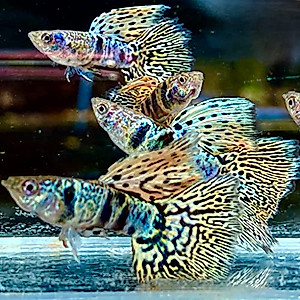 D&A Tropical Live Fish - Tiger King Cobra Guppy Live Fish, Male and Female Guppies Live Fish for Aquarium, Live Fish Freshwater(1 Breeding Pair(1 Male, 1 Female))