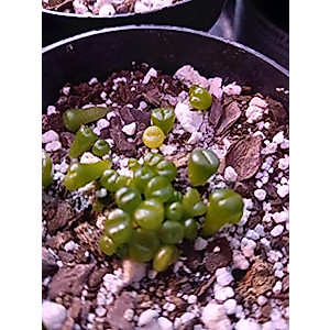 Totmons Lithops Seeds Mix (Rare Bonsai Desert Cactus Aizoaceae Mesembs Mimicry Succulent Stone Plants)