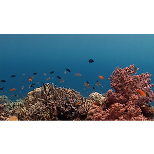Underwater DVD- The Living Ocean - Relaxing Scenes of the Underwater World