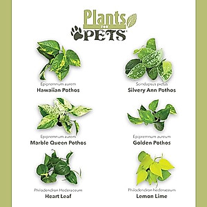 Plentiful Pothos & Philodendron (6-Pack), Pothos Live Plant Decor, Office Plants, Real Plants, Easy Indoor Plant, House Plants Indoors Live Plants Indoor Plants Live Houseplants by Plants for Pets