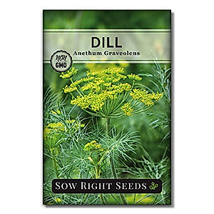 Sow Right Seeds - Dill Seed for Planting - All Non-GMO Heirloom Dill Seeds with Full Instructions for Easy Planting and Growing Your Kitchen Herb Garden, Indoor or Outdoor; Great Gift