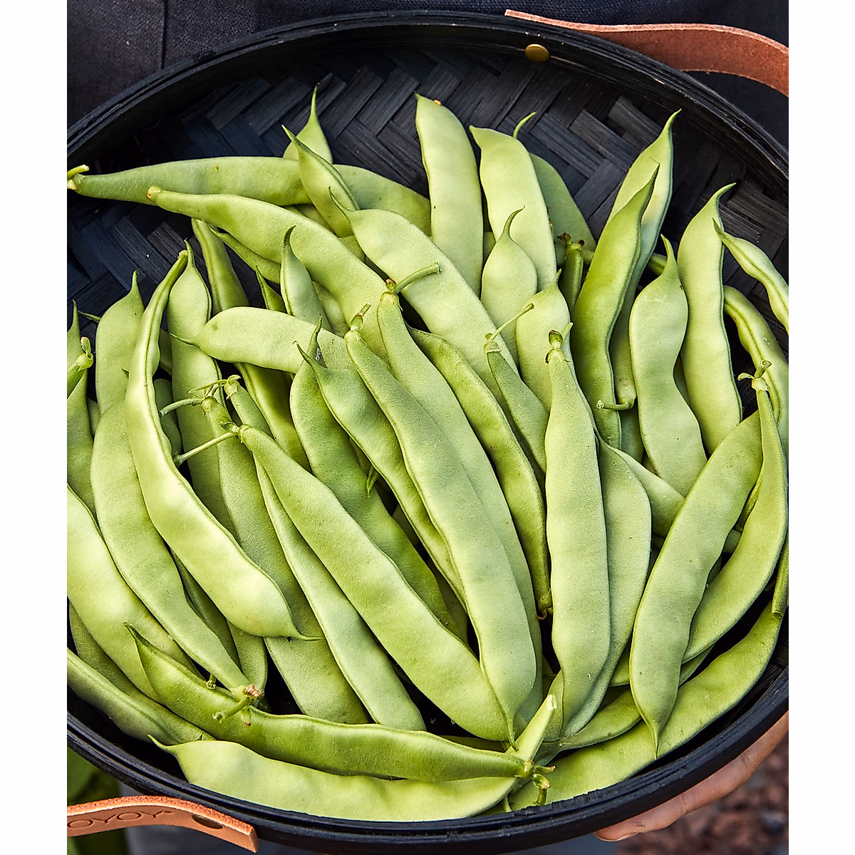 Burpee Early Italian Bush Bean Seeds 2 ounces of seed