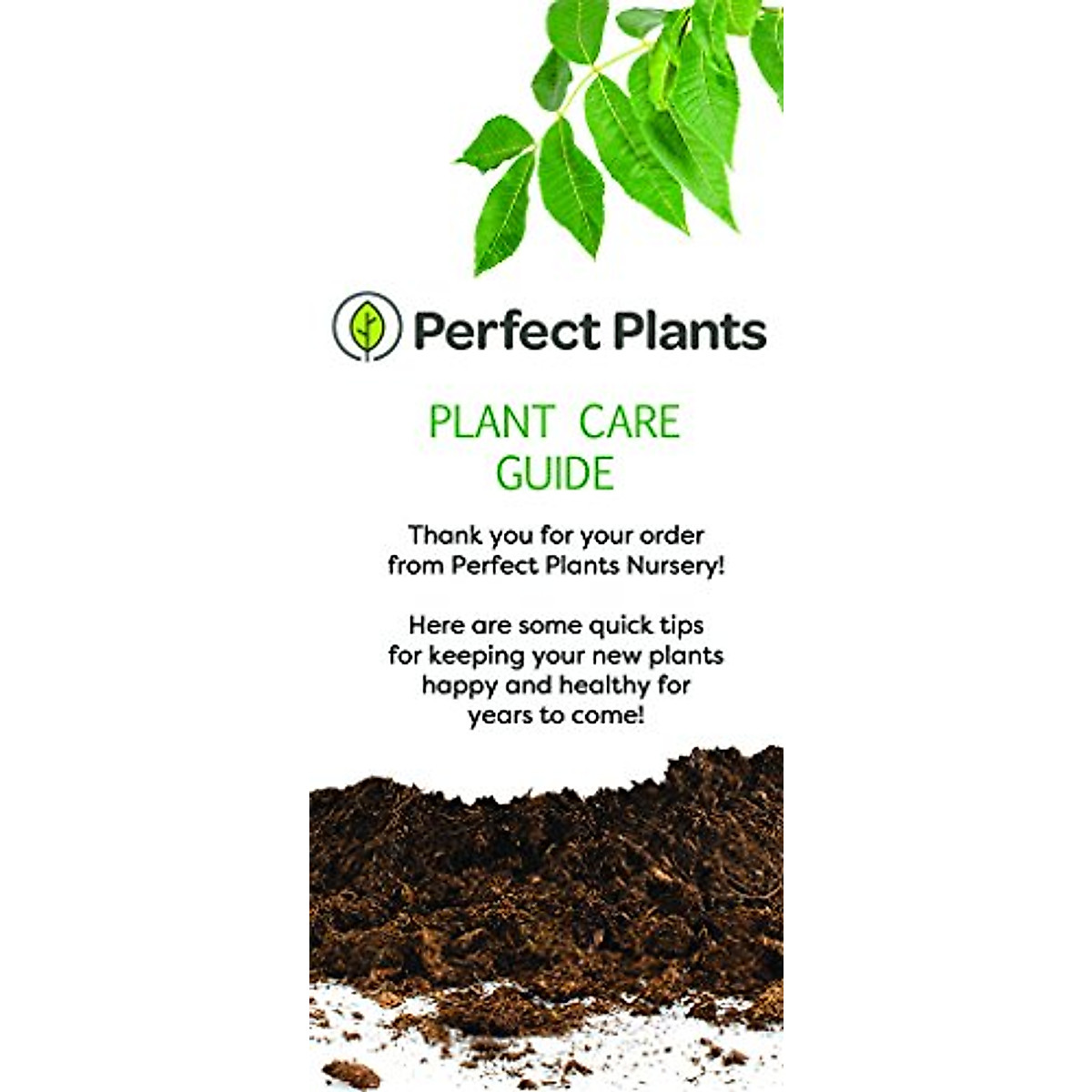 Perfect Plants Anna Apple Tree Live Plant, 4-5', Includes Care Guide