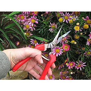 TABOR TOOLS K77A Straight Pruning Shears with Stainless Steel Blades, Florist Scissors, Multi-Tasking Garden Snips for Arranging Flowers, Trimming Plants, Harvesting Herbs, Fruits or Vegetables.