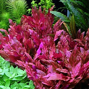 Mainam 3 Different Alternanthera Lilacina Anubias Nana Java Moss Tropical Freshwater Live Aquarium Plant Decorations 3 Days BUY2GET1FREE