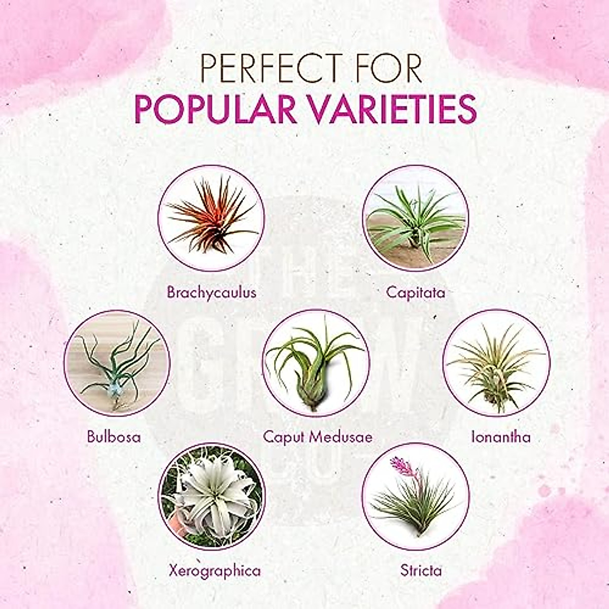 Organic Ready to Spray Air Plant Food - Fertilizer Mist for Weekly Use - Best for Live Tillandisa, Bromeliads, and Other Common Air Plants (8 oz)