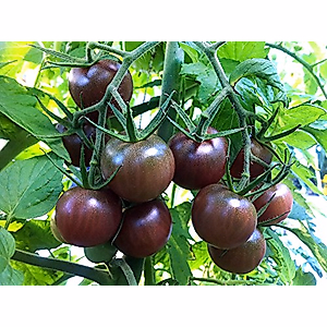 30+ Black Cherry Tomato Seeds, Heirloom Non-GMO, Low Acid, Indeterminate, Open-Pollinated, Sweet, Productive, from USA