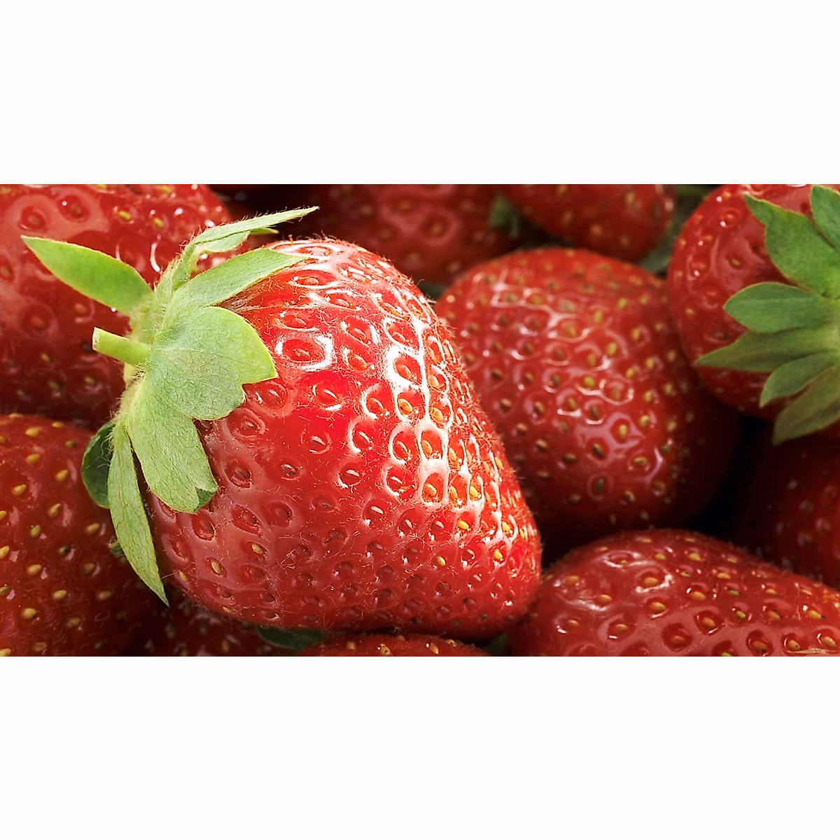 CEMEHA SEEDS - Giant Strawberry Fresca Everbearing Berries Indoor Non GMO Fruits for Planting