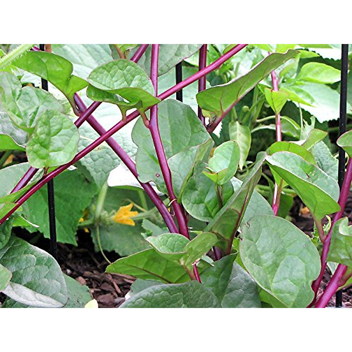 30+ Malabar Red Stem Spinach Seeds Herb Heirloom Non-GMO Phooi Leaf ...