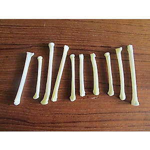 10 Real Red Fox Paw Bone Mountain Man Craft Supply Jewelry Earring Gothic Claws